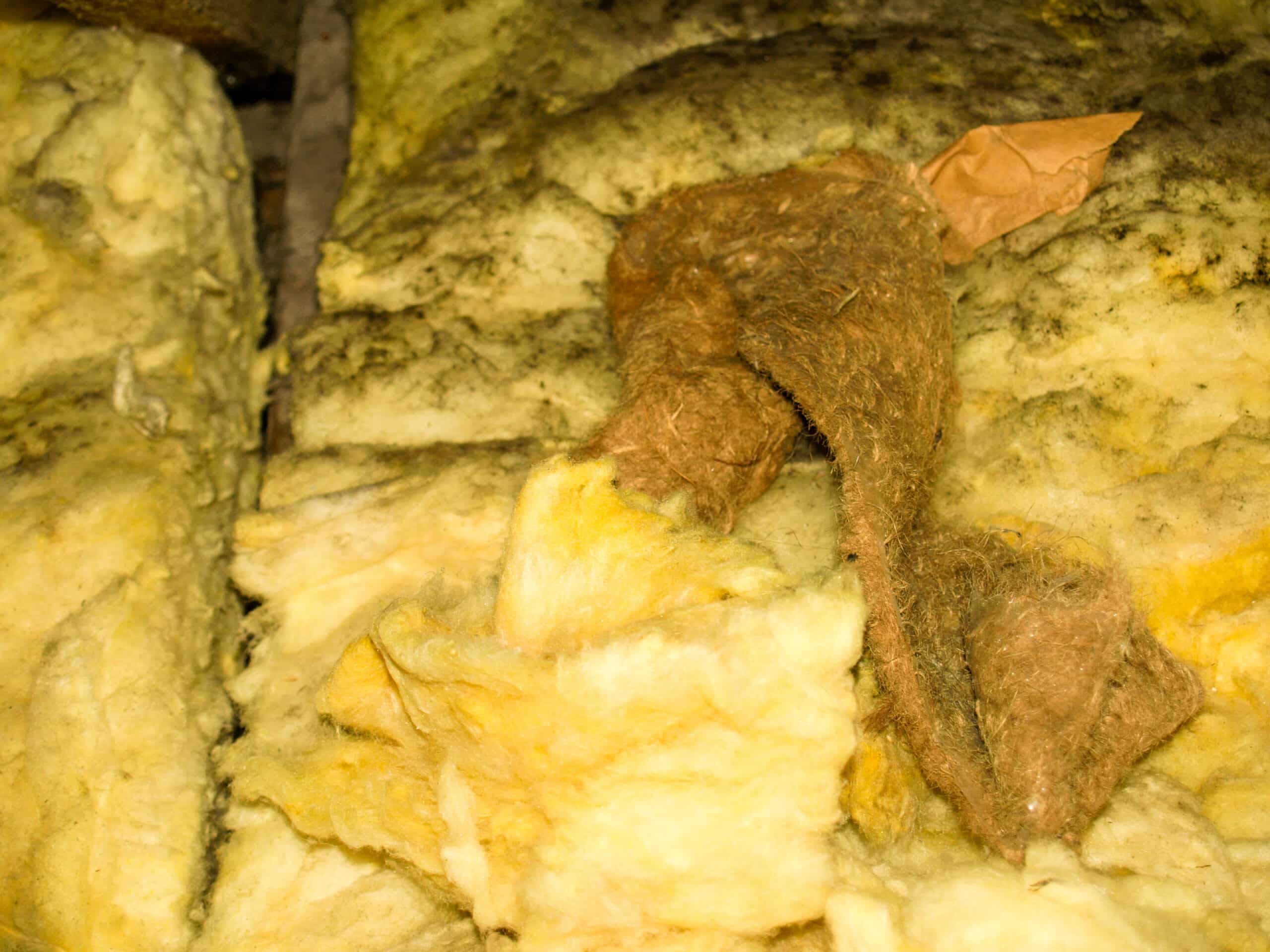 What To Do About Mold on Insulation | New England Smart Energy Group